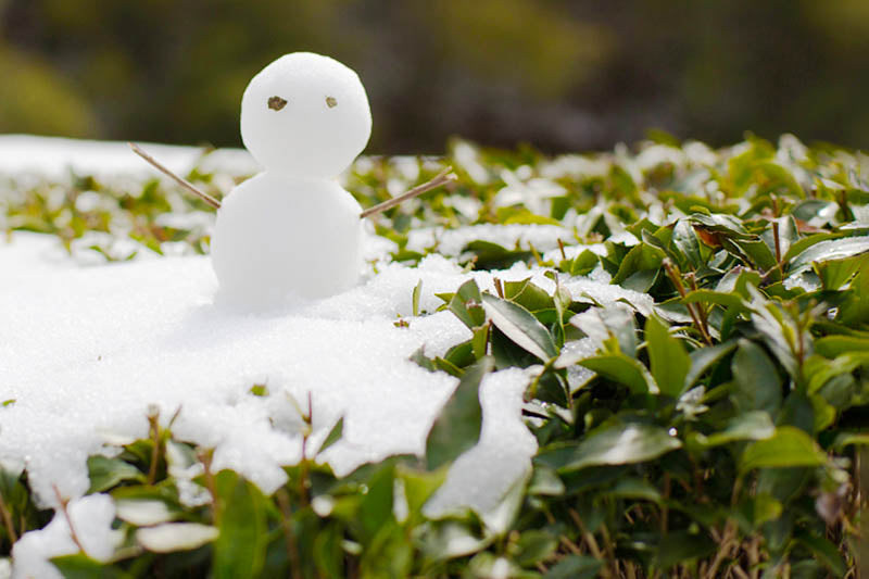 CHIYO: TEA TASTING BY ALEX AHEARN – Ikkyu Tea