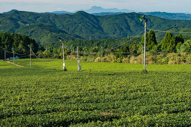 HARU : TEA TASTING BY MÉLINA DA ROCHA – Ikkyu Tea
