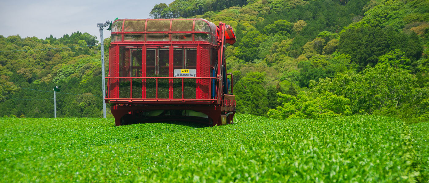 Two new Single cultivars Matcha at IKKYU – Ikkyu Tea