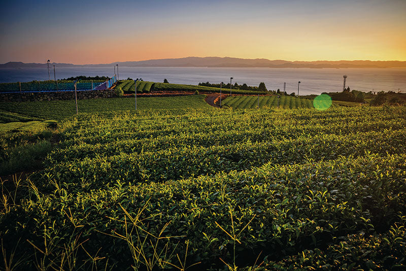 ICHIKO: TEA TASTING BY ALEX AHEARN – Ikkyu Tea