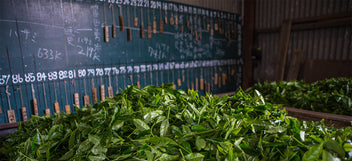 Shincha - First-flush tea - 2026 – Ikkyu Tea