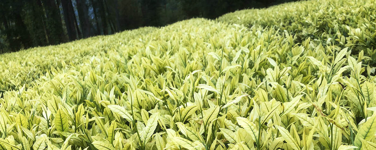 SAWA: TEA TASTING BY ALEX AHEARN – Ikkyu Tea