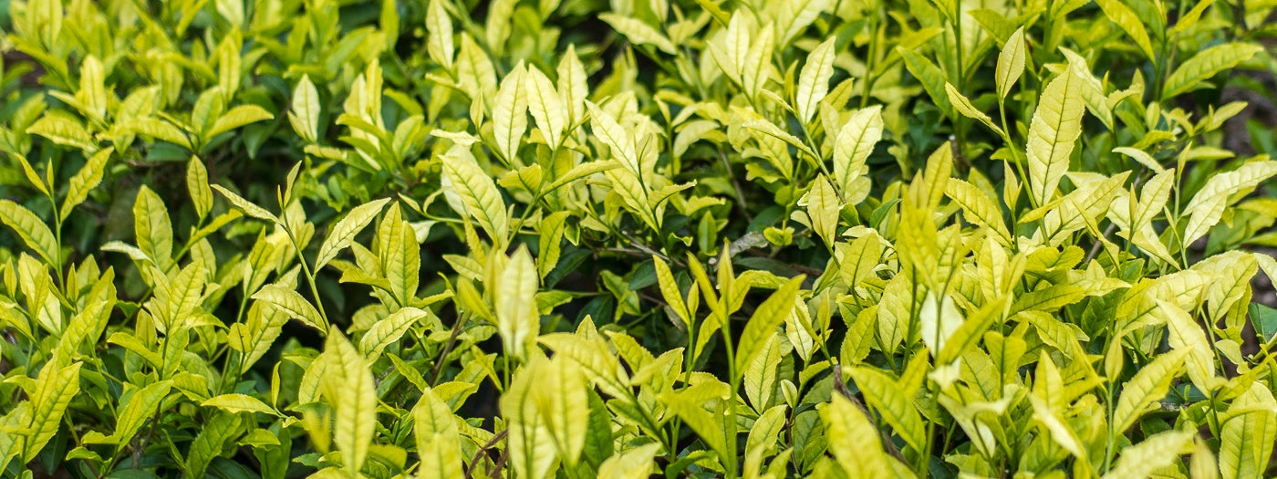 HAKUSEI: TEA TASTING BY ALEX AHEARN – Ikkyu Tea