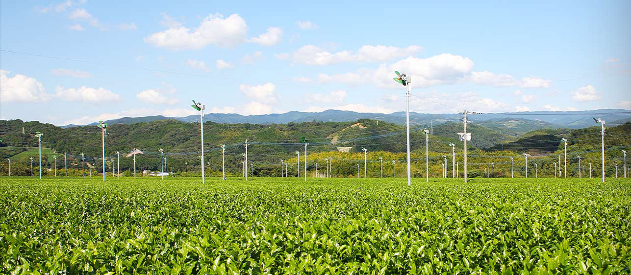 YOHEI GYOKURO: TEA TASTING BY ALEX AHEARN – Ikkyu Tea