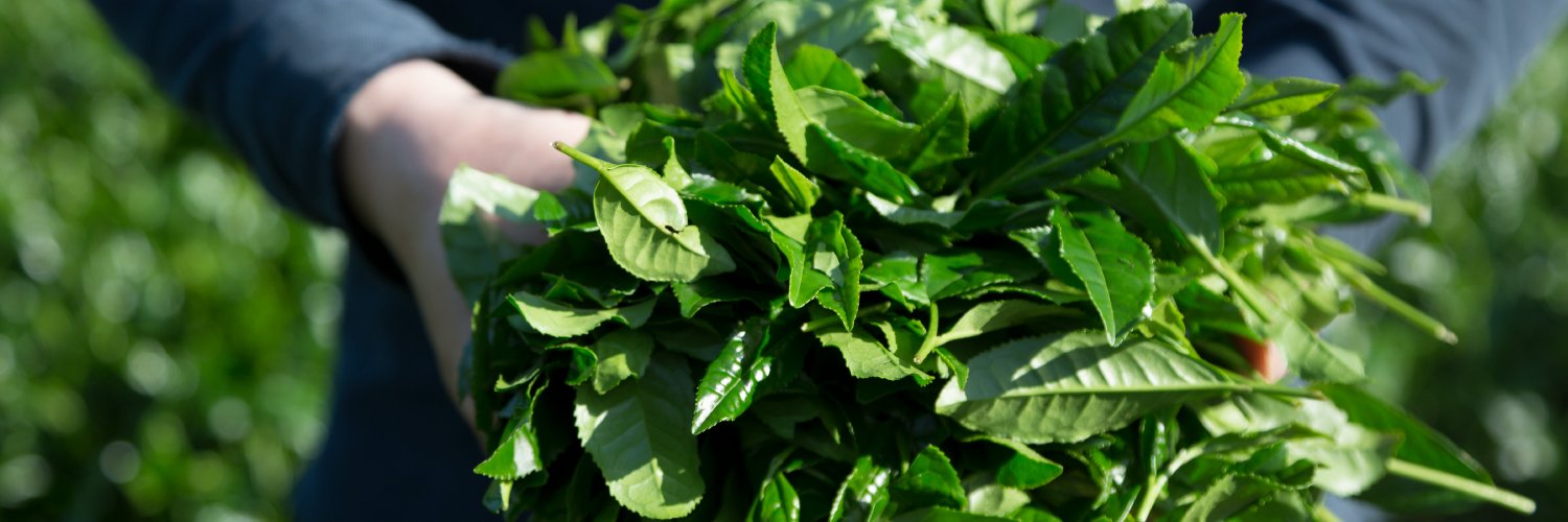 TAKAHASHI YUZO – Ikkyu Tea